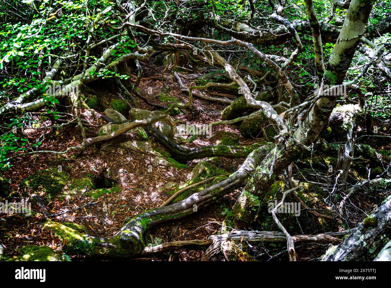 Thickly tangled tree roots and branches, Mount Field National Park ...