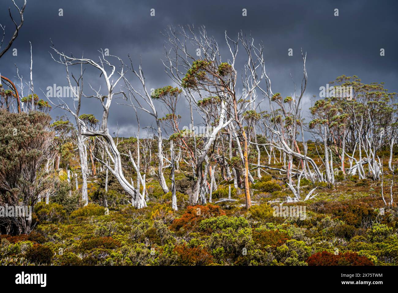 Snow gums, Yellow Eucalypts and alpine vegetation Lake Dobson area ...