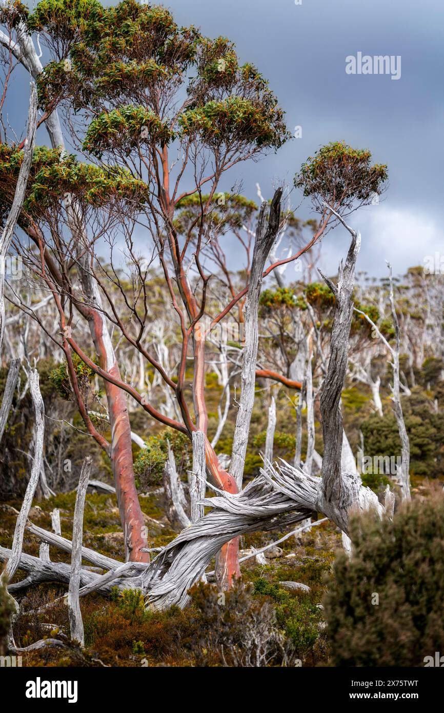 Snow gums, Yellow Eucalypts and alpine vegetation Lake Dobson area ...