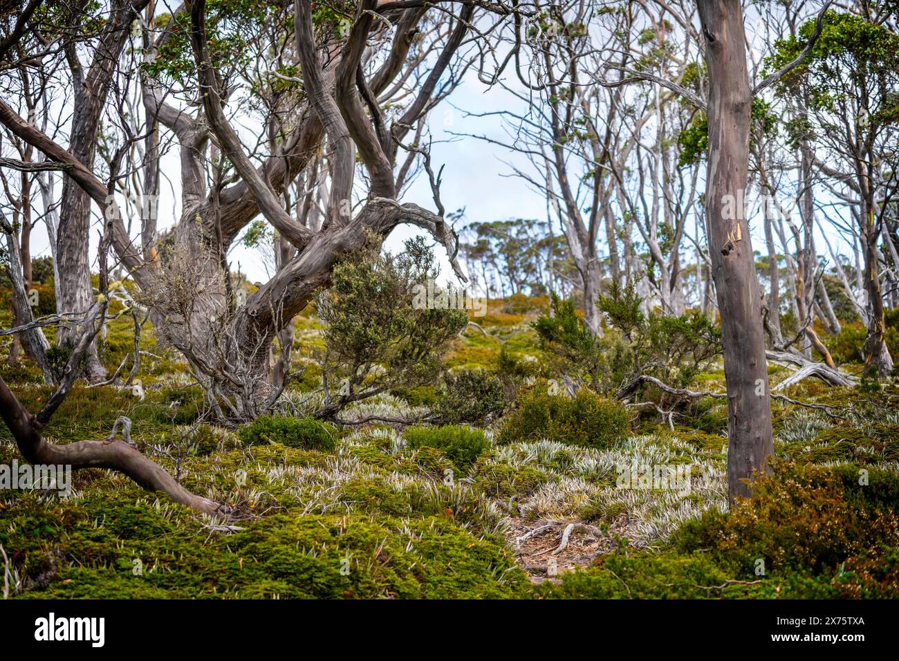 Snow gums, Yellow Eucalypts and alpine vegetation Lake Dobson area ...