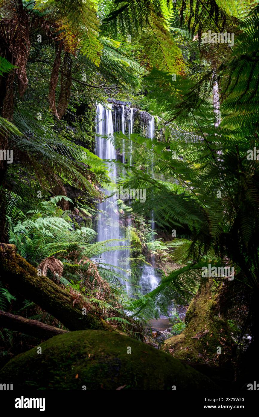 Russell Falls, Mount Field National Park, Tasmania Stock Photo - Alamy