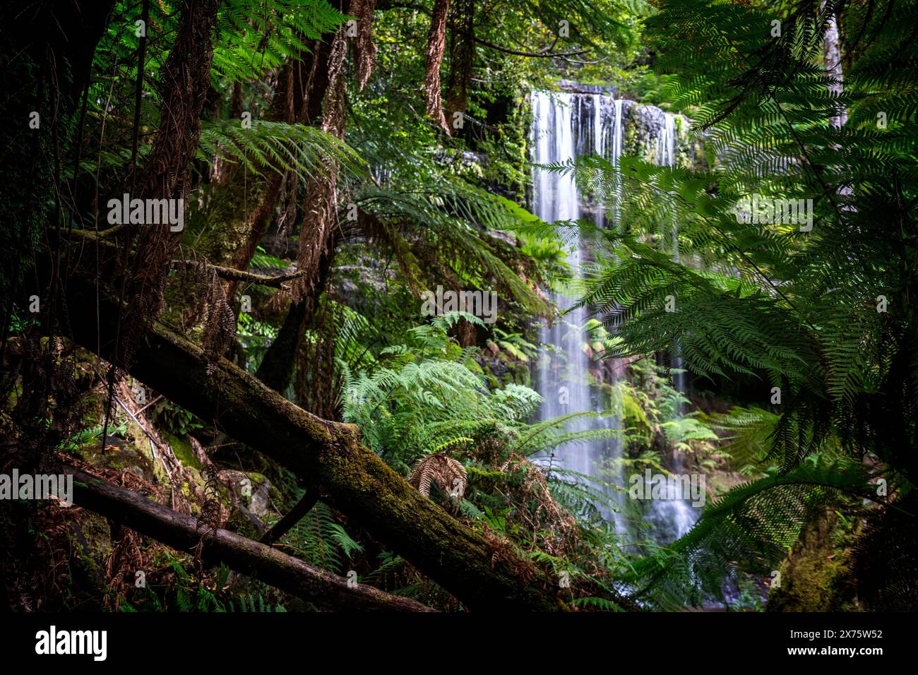 Russell Falls, Mount Field National Park, Tasmania Stock Photo - Alamy