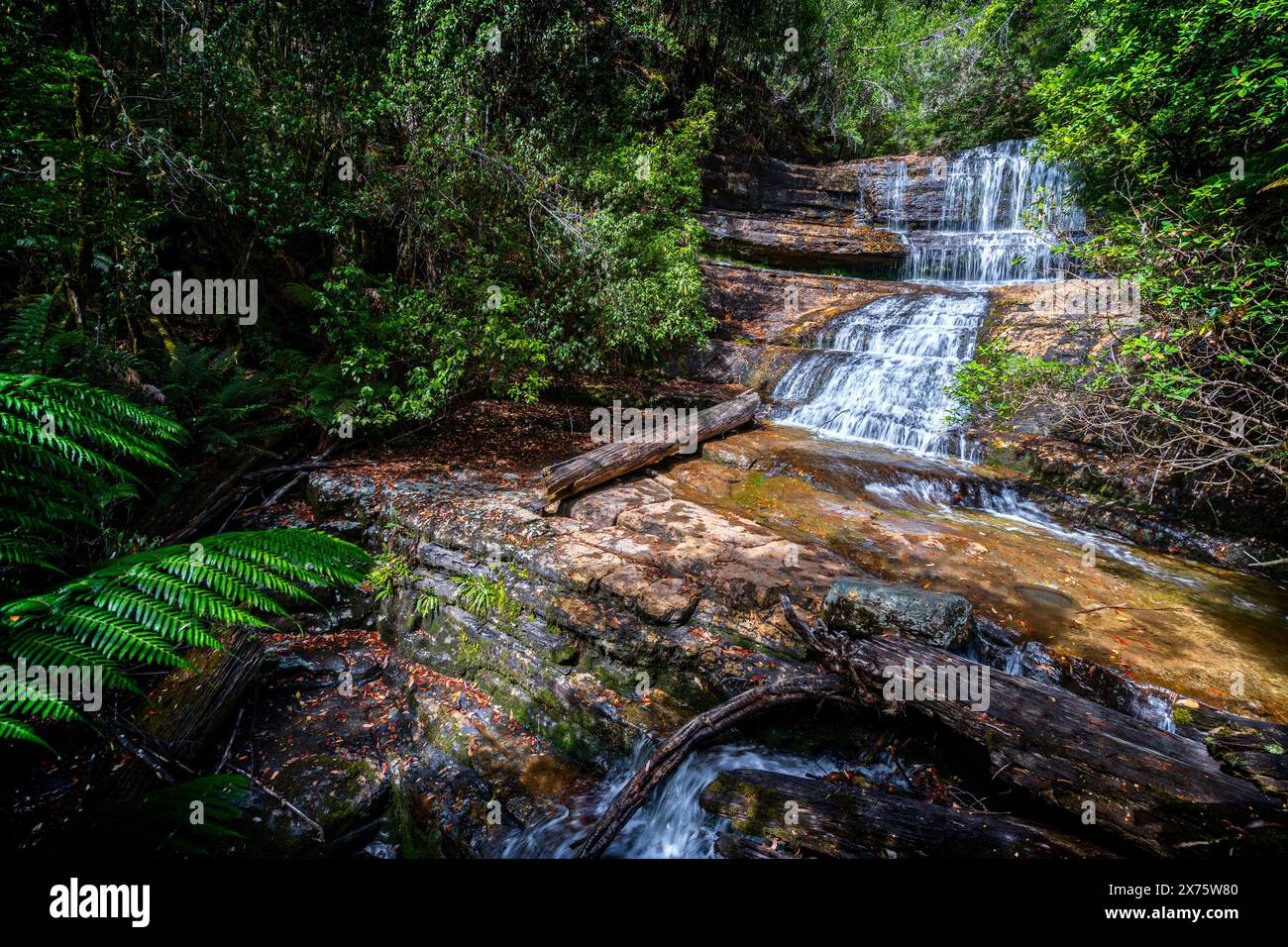 Lady Barron Falls, Mount Field National Park, Tasmania Stock Photo - Alamy