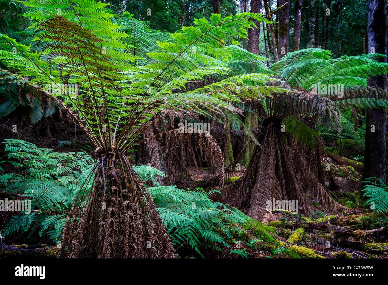 Grove of tree ferns beside walking track to Nelson Falls, Franklin ...
