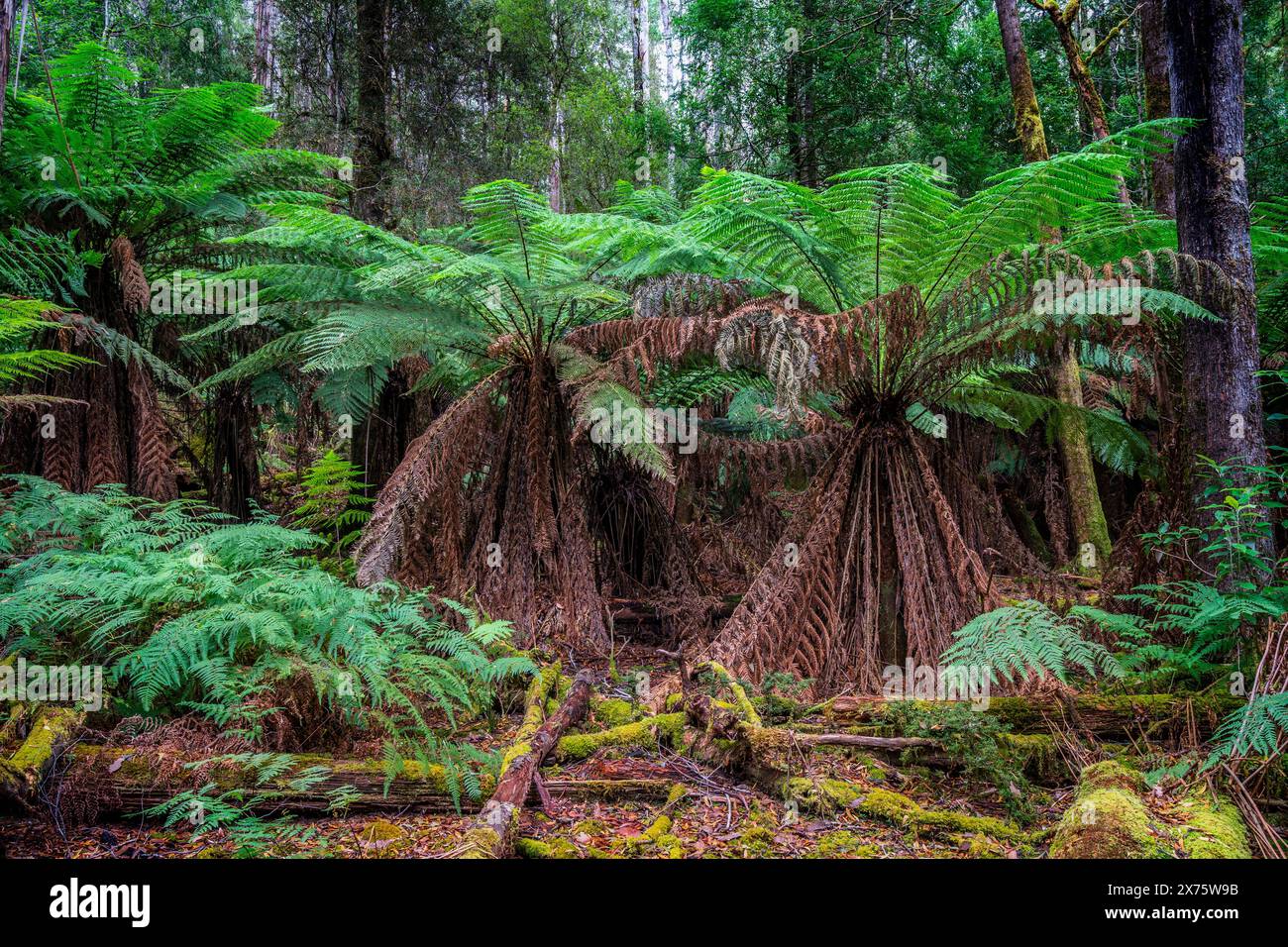 Grove of tree ferns beside walking track to Nelson Falls, Franklin ...