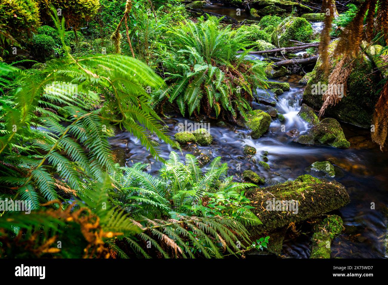 Mountain stream beside walking track, Nelson Falls, Franklin-Gordon ...