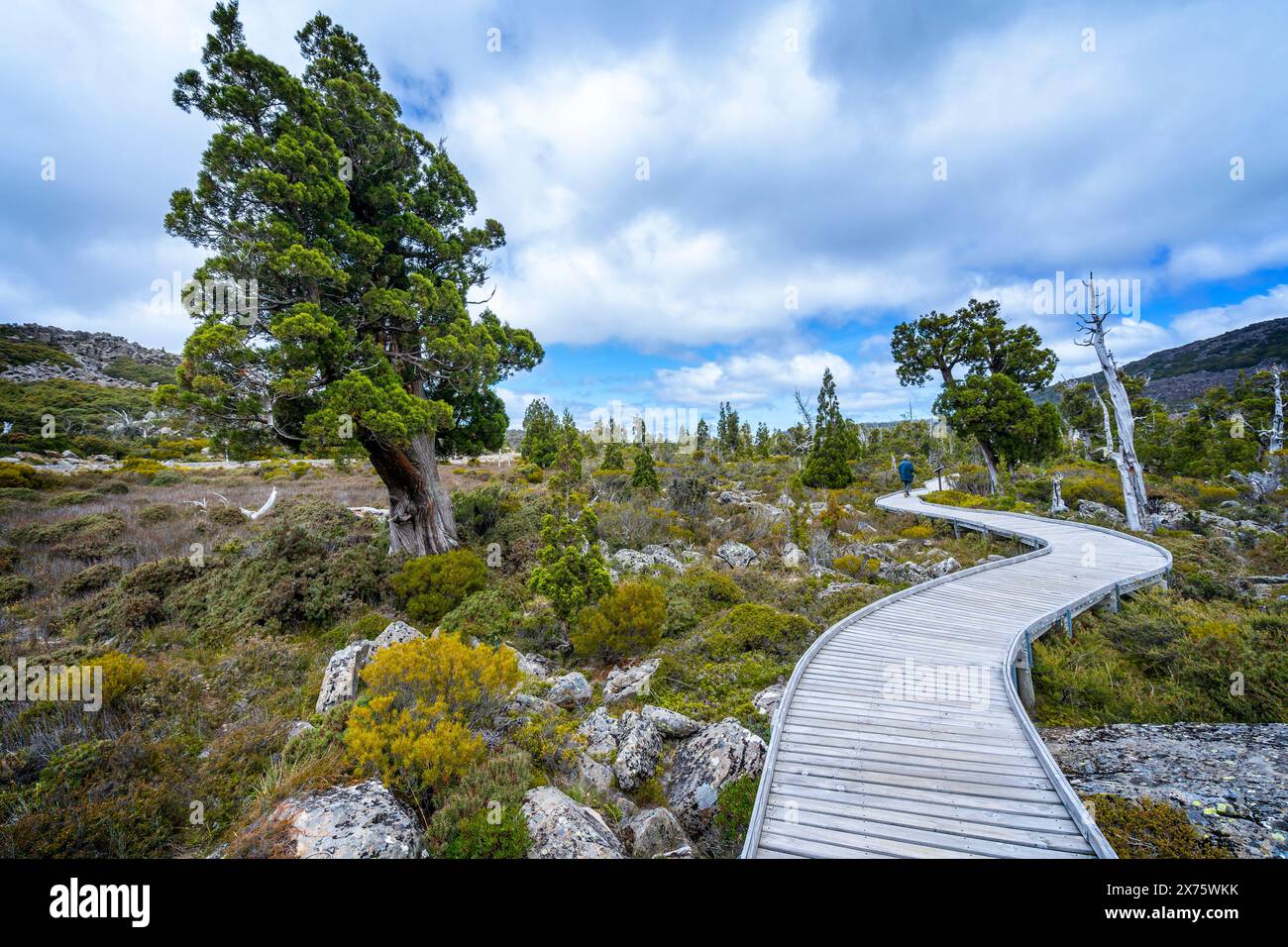 Alpine vegetation and Pencil Pines beside boardwalk, Pine Lake, Central ...