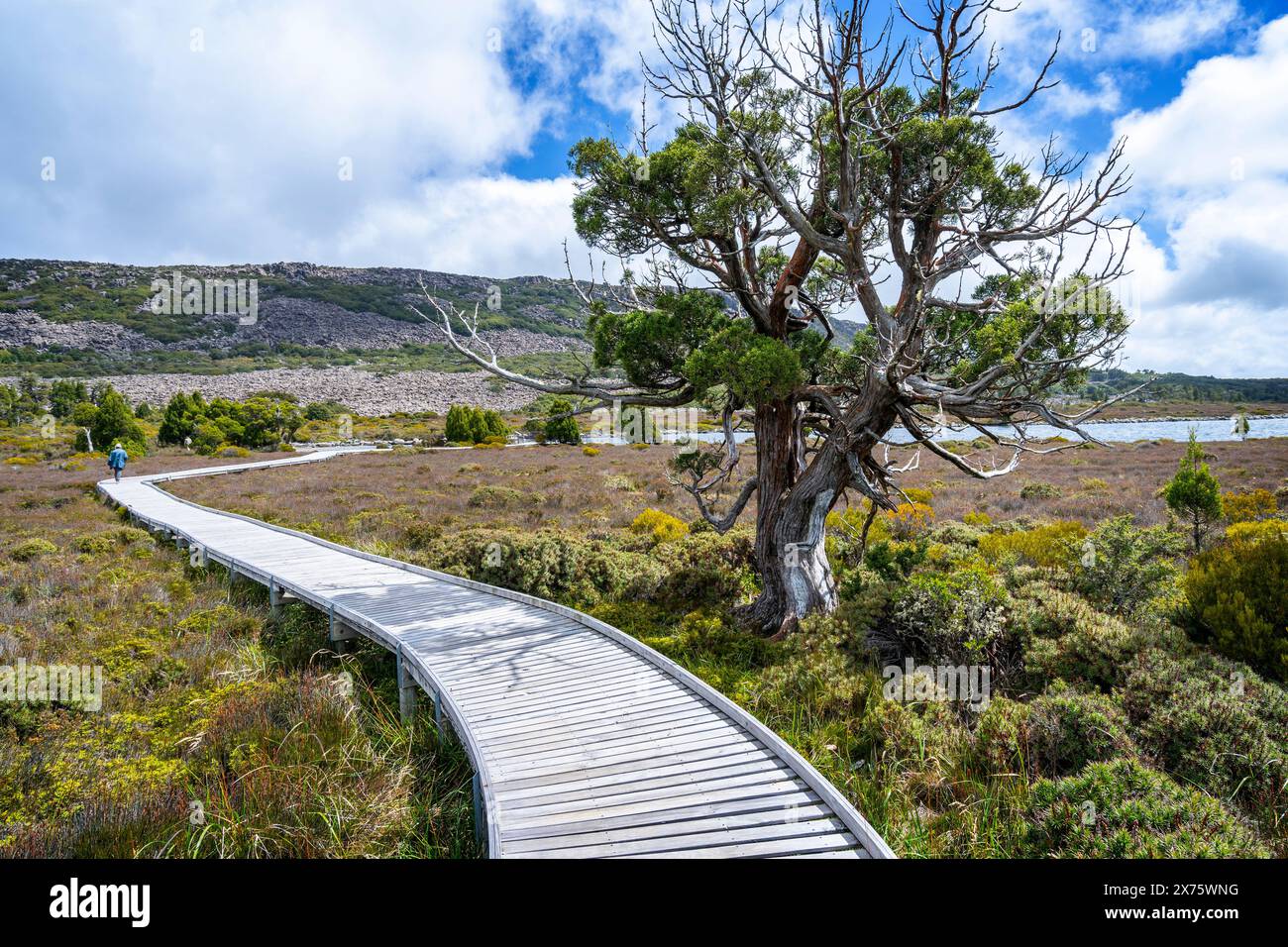Alpine vegetation and Pencil Pines beside boardwalk, Pine Lake, Central ...