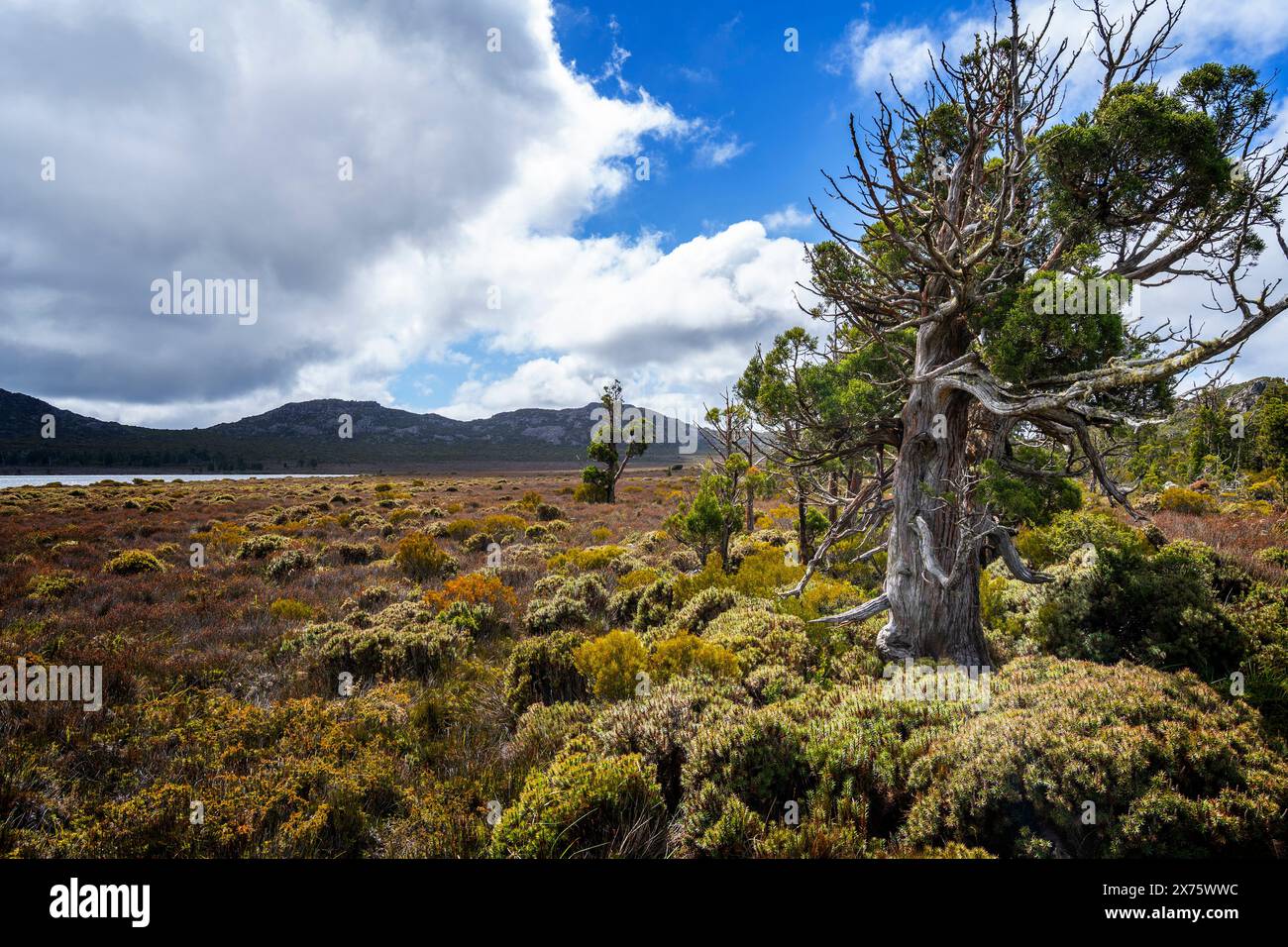 Alpine vegetation and Pencil Pines on lake shore of Pine Lake, Central ...