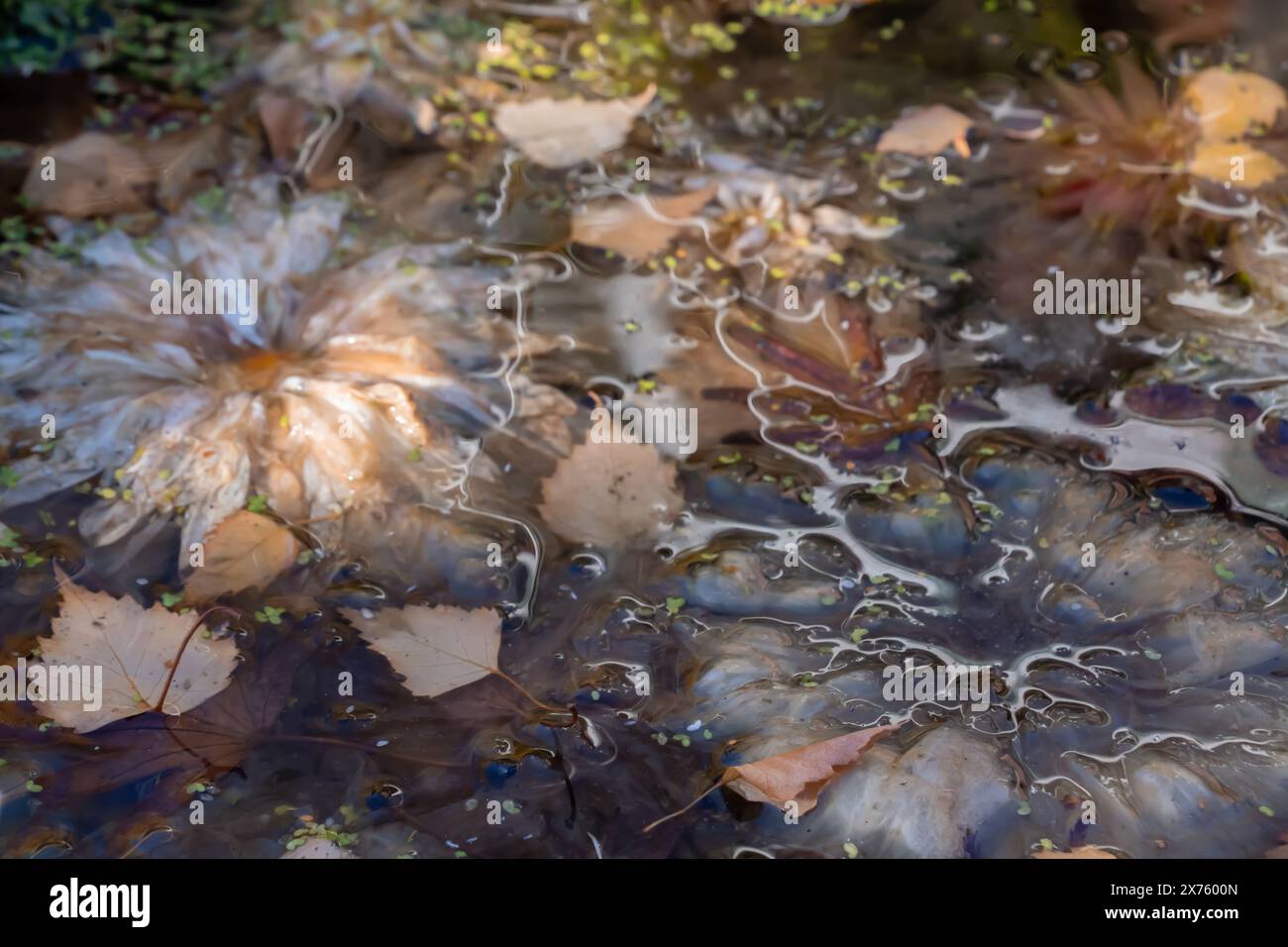 Semi abstract background image of muted flowers in still water. An ...