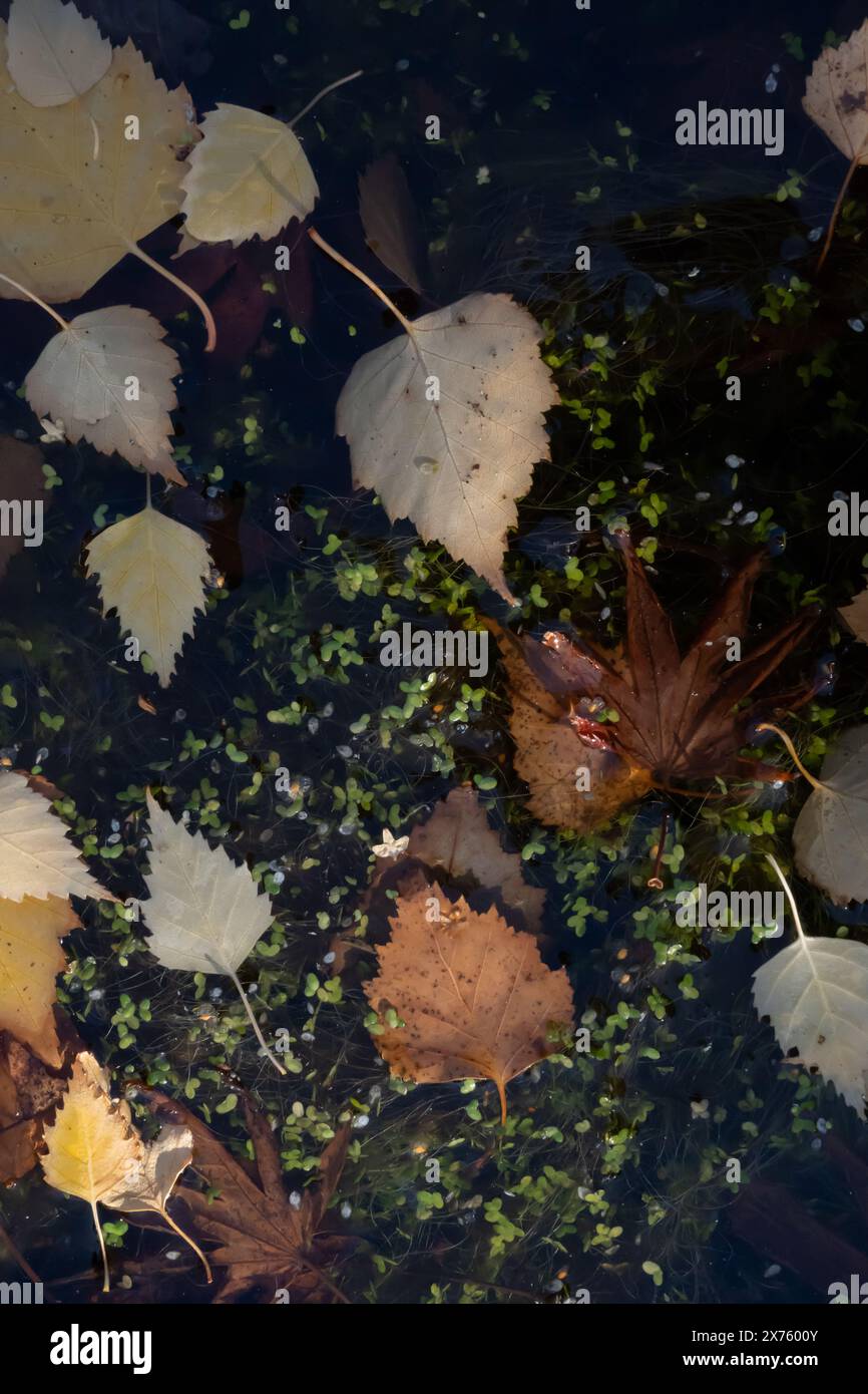 Autumnal background with fall leaves floating in still water. Brown ...