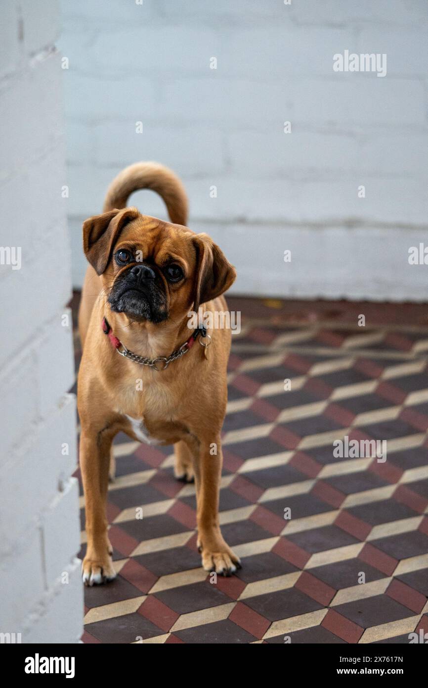 Pug puppy outside of his house looking in Stock Photo - Alamy