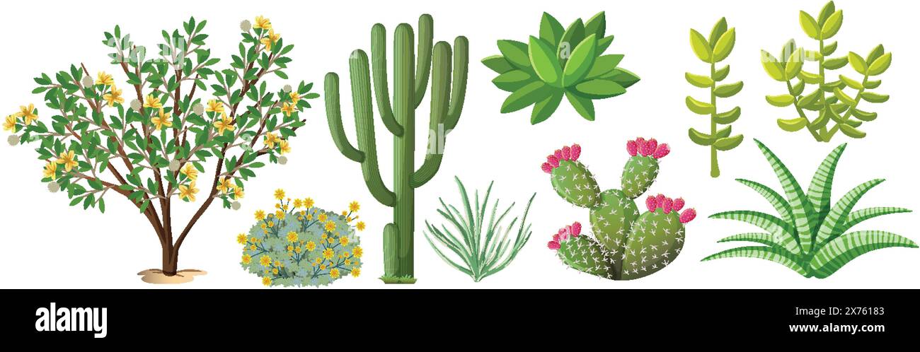 Illustration of various colorful desert plants Stock Vector Image & Art - Alamy