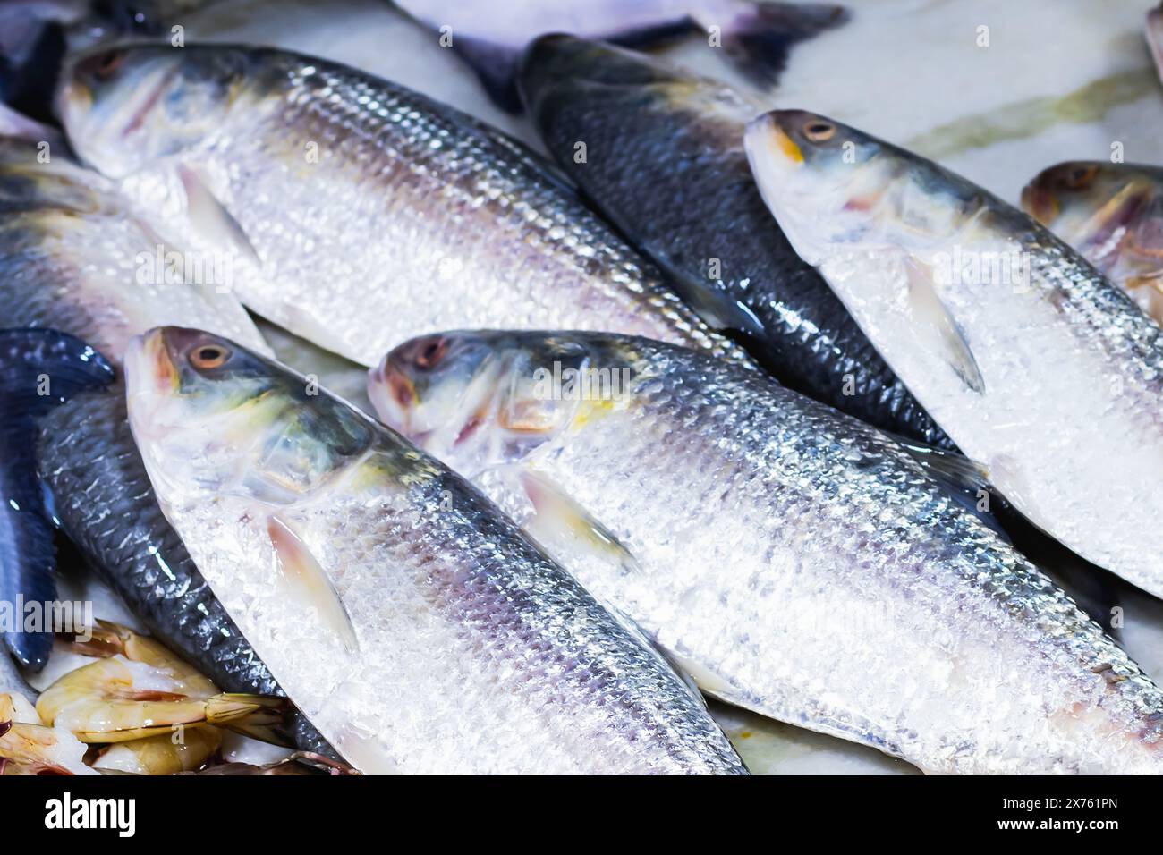 Bangladesh national fish hi-res stock photography and images - Alamy