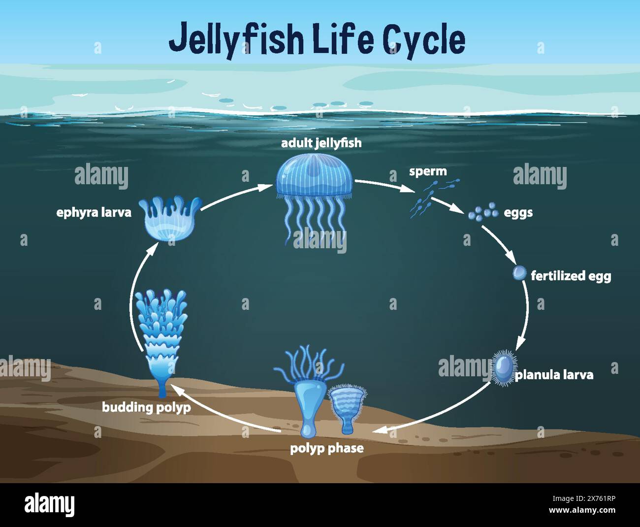 Stages of jellyfish development from egg to adult Stock Vector Image ...