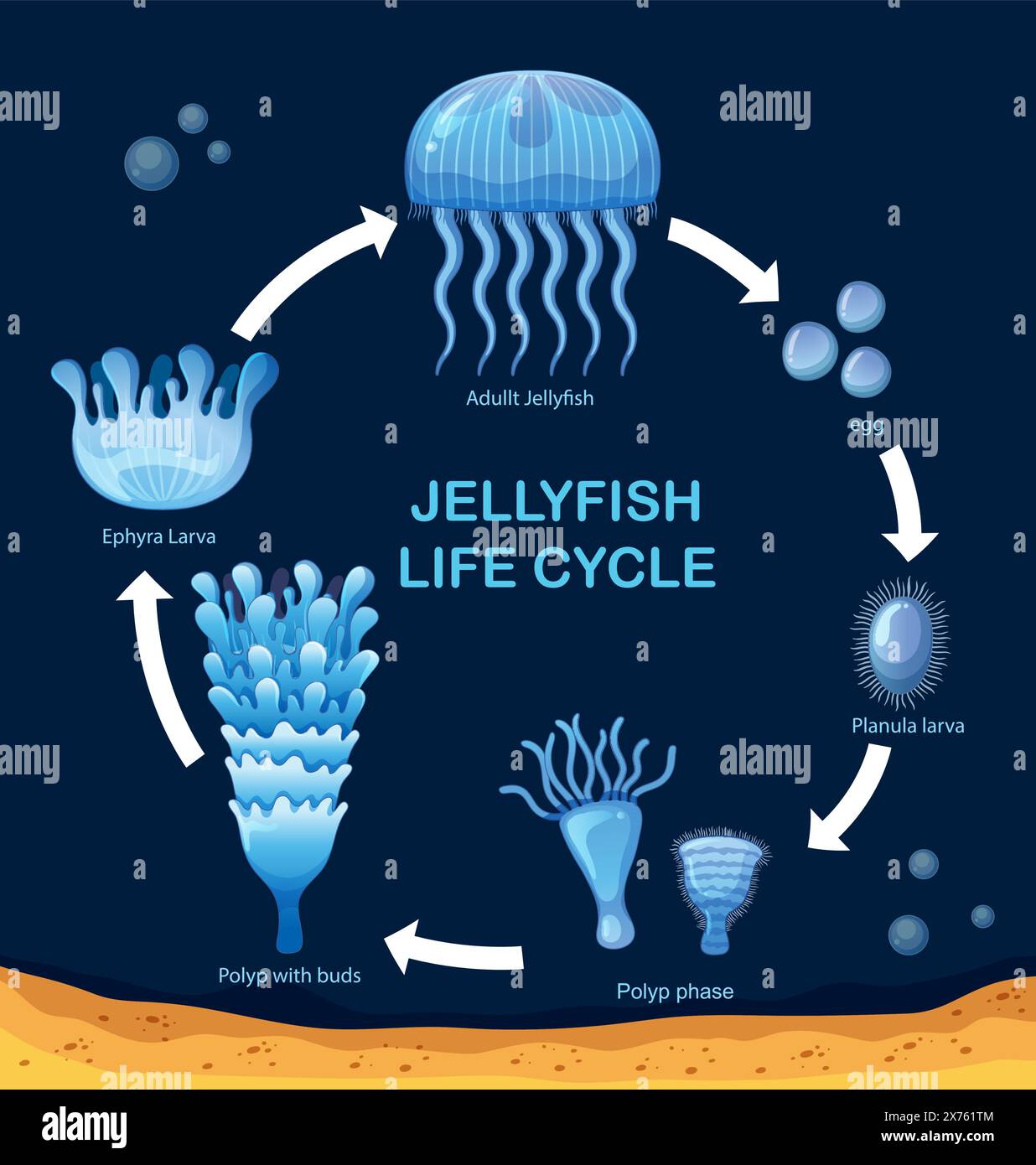 Stages of jellyfish development from egg to adult Stock Vector Image ...