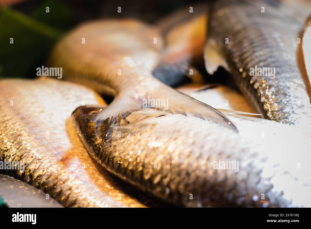 Raw hilsa fish or ilish or kept in fish market for selling. Tenualosa ...