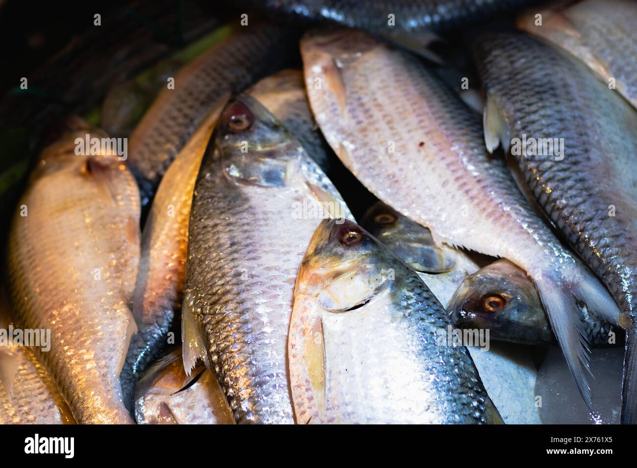 Raw hilsa fish or ilish or kept in fish market for selling. Tenualosa ...