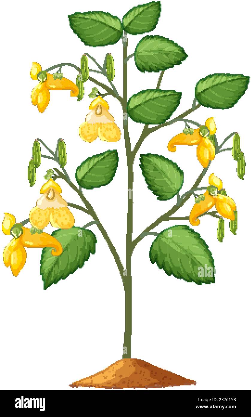 Impatiens flower illustration hi-res stock photography and images - Alamy