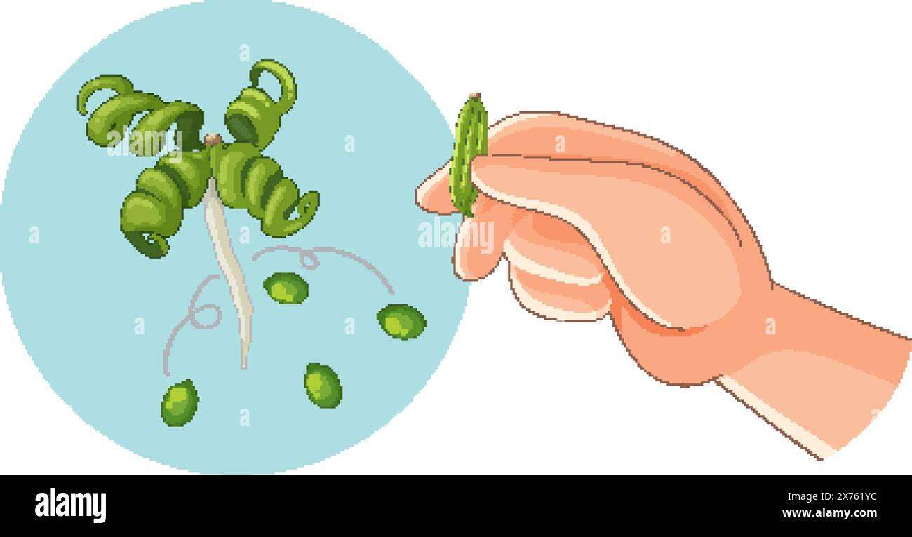 Hand holding and dispersing Impatiens seeds Stock Vector Image & Art ...