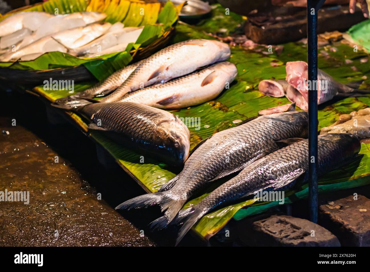 Indian fish market with fresh rohu fish are being sold. Fish is a ...