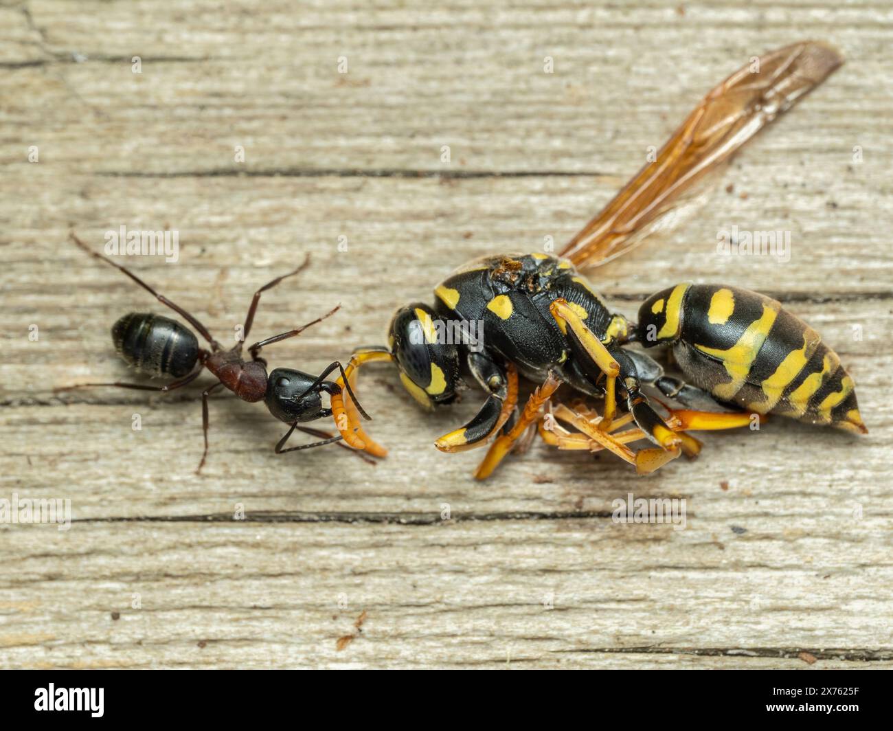 intermediate worker Hercules ant (Camponotus herculeanus) tugging on ...