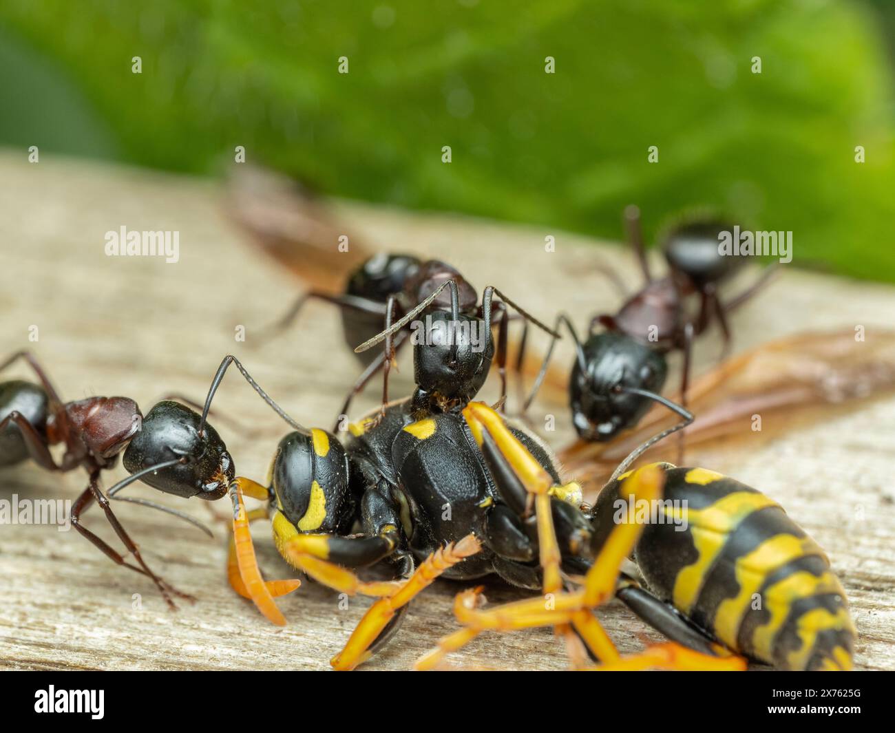 intermediate worker Hercules ants (Camponotus herculeanus) working to ...