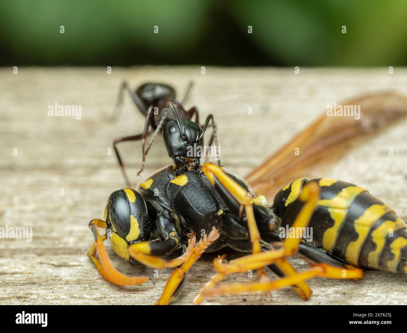An intermediate worker Hercules ant (Camponotus herculeanus) chewing on ...