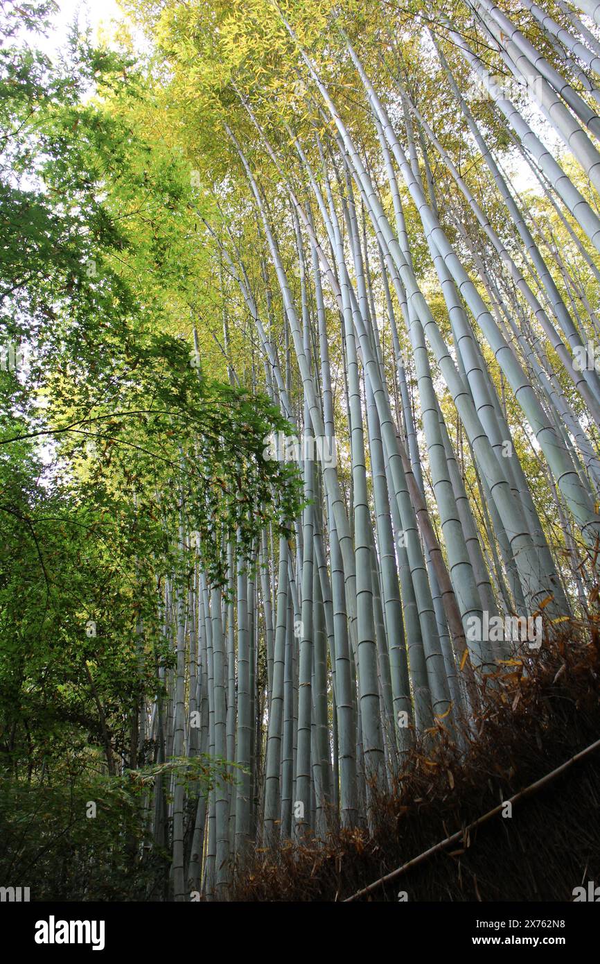 Bamboo japan spring hi-res stock photography and images - Alamy