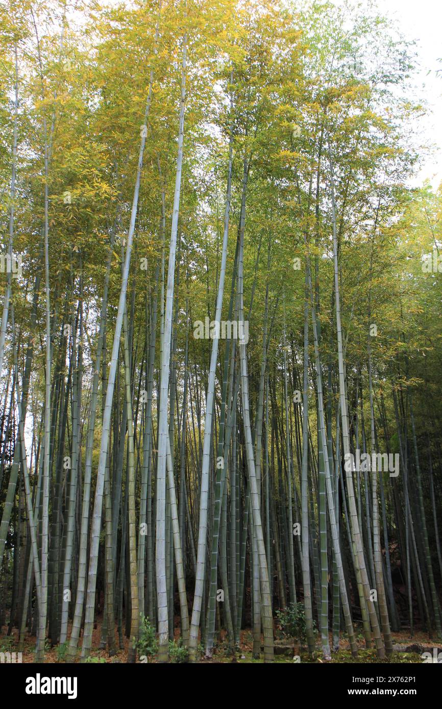 Fresh green bamboo forest in Japan Stock Photo - Alamy