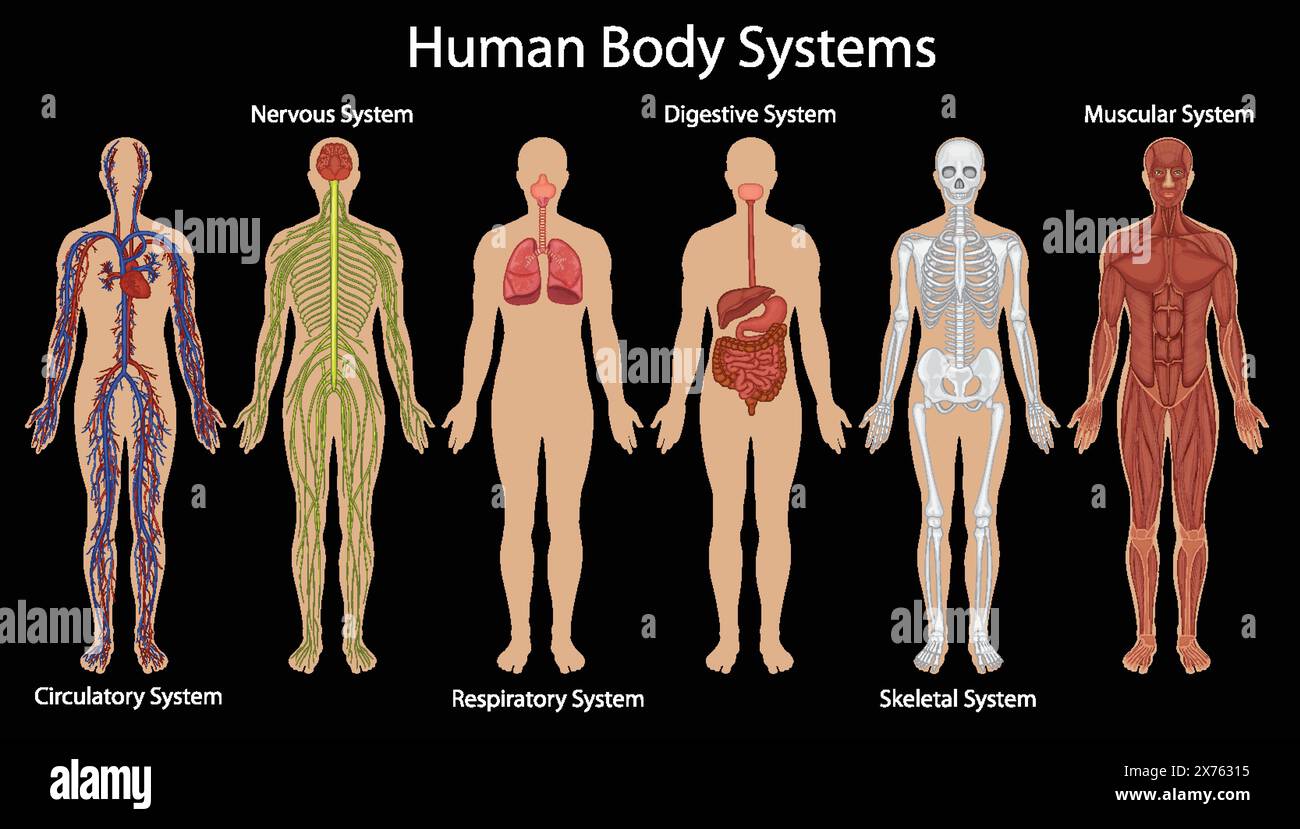 Respiratory system study Stock Vector Images - Alamy