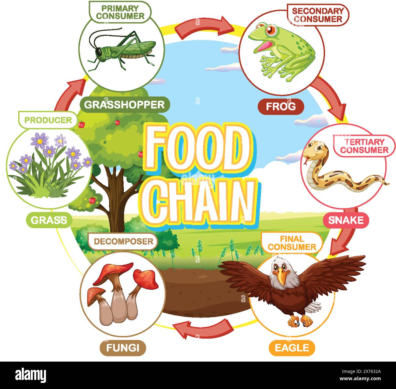 Depicts food chain with various consumers and producers Stock Vector ...