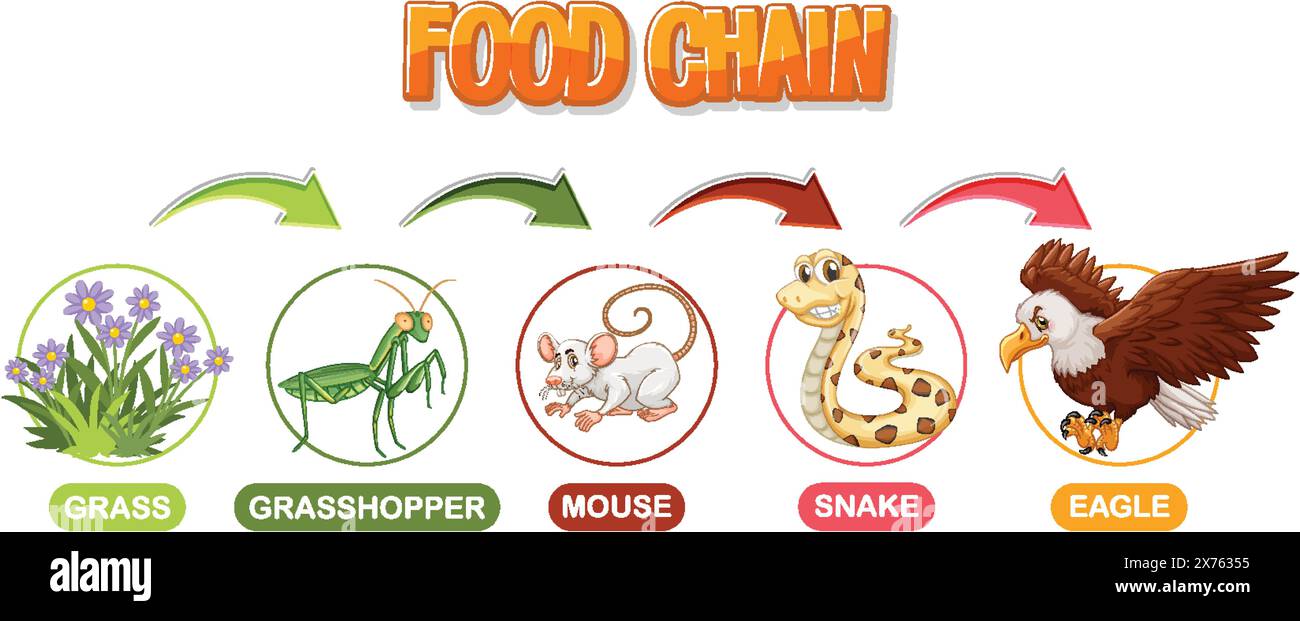 Depicts a simple food chain sequence Stock Vector Image & Art - Alamy Depicts a simple food chain sequence Stock Vector Image & Art - Alamy