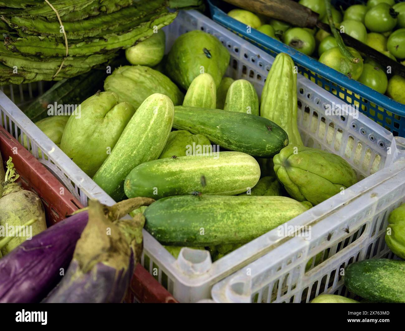 Corn is surrounded by flies. Unhealthy food. food full of flies Stock ...