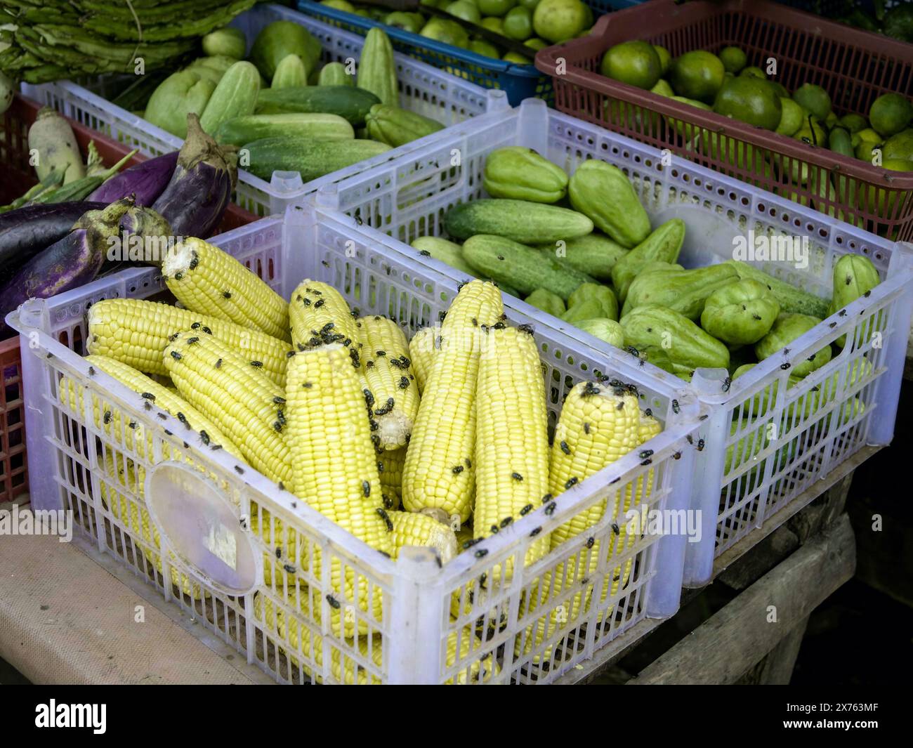 Corn is surrounded by flies. Unhealthy food. food full of flies Stock ...