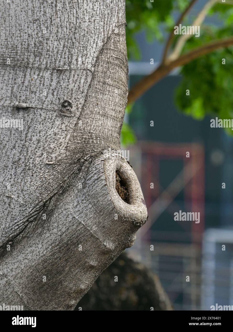former tree shoots Stock Photo - Alamy