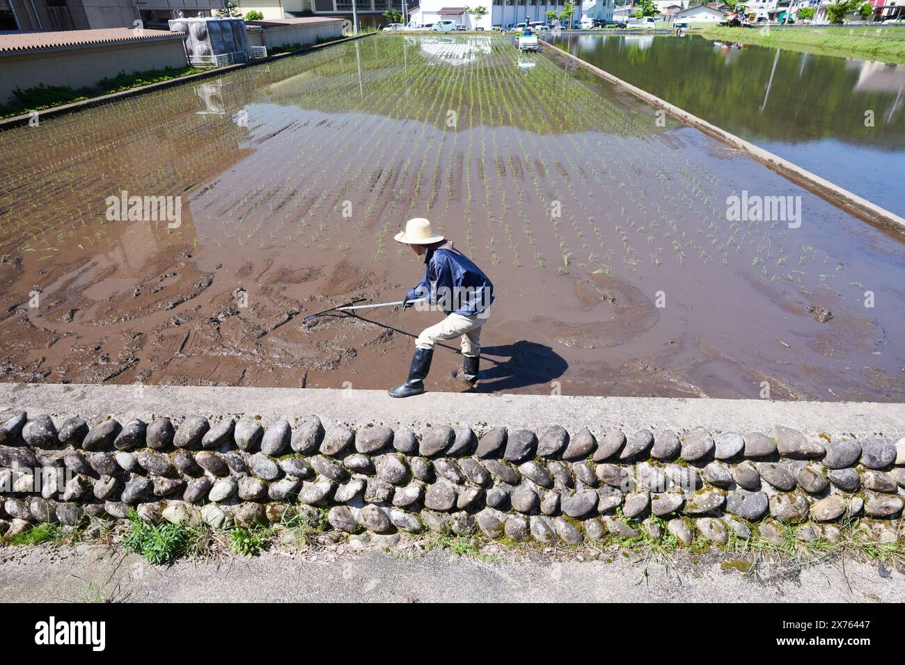 Farmers planting rice in the fields in the Gifu region surrounded by ...