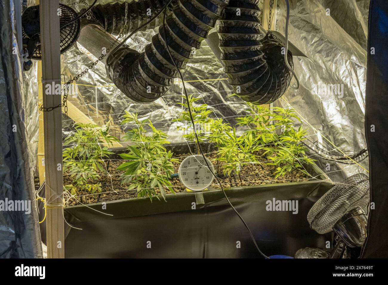 SoG Sea of Green net hemp cultivation technique. Growing pot in growtent indoors Vegetative ...