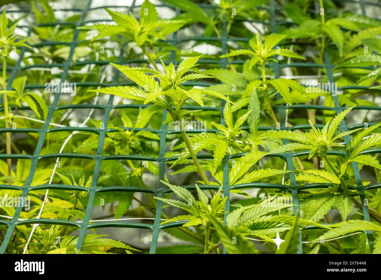 SoG Sea of Green net hemp cultivation technique. Growing pot in growtent indoors Vegetative ...