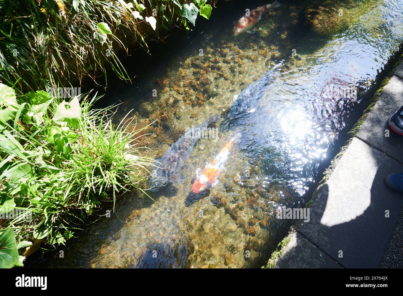 Koi fish swimming in a clean drain with fresh water in Gujo Hachiman is ...
