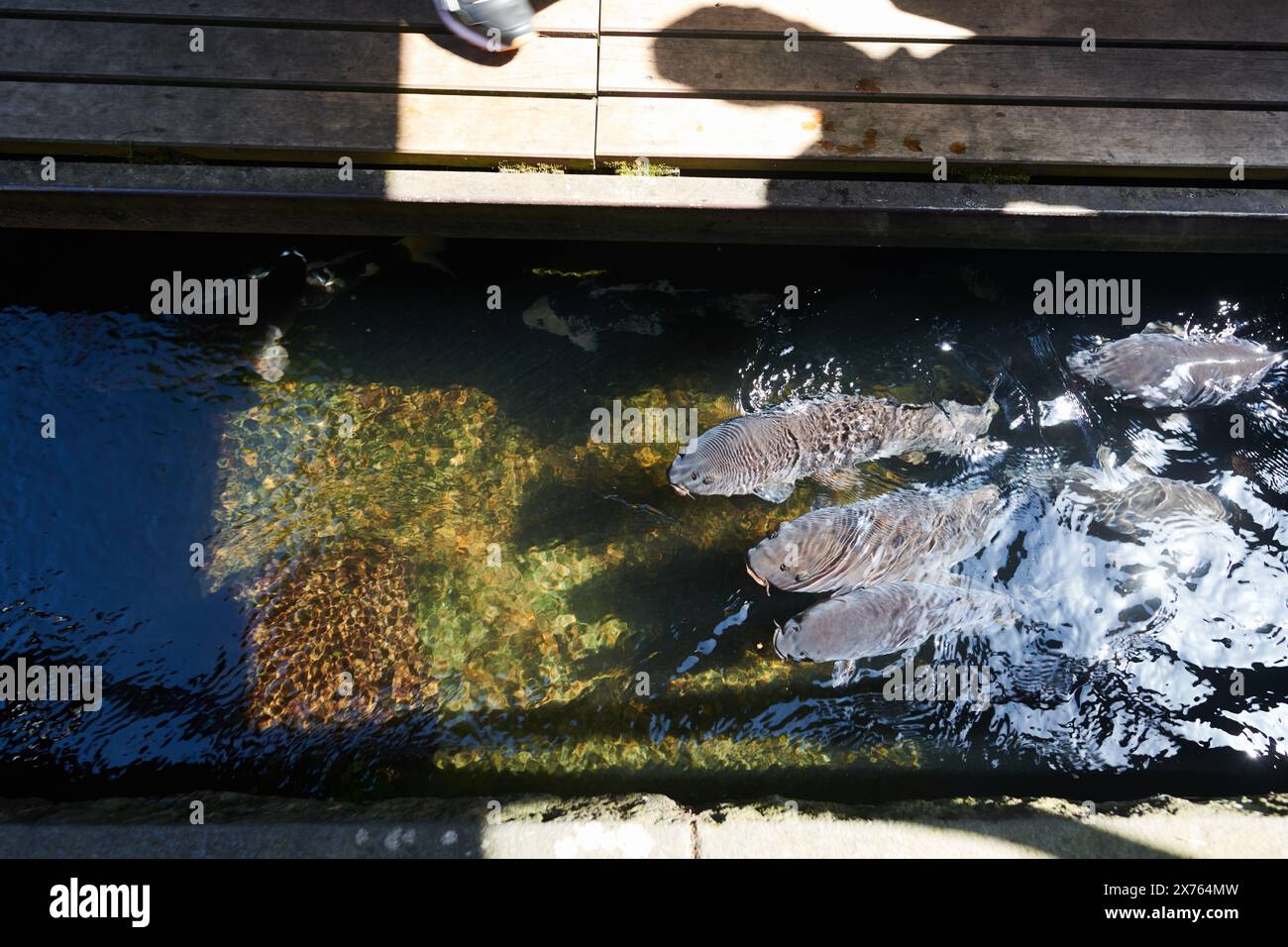 Koi fish swimming in a clean drain with fresh water in Gujo Hachiman is ...