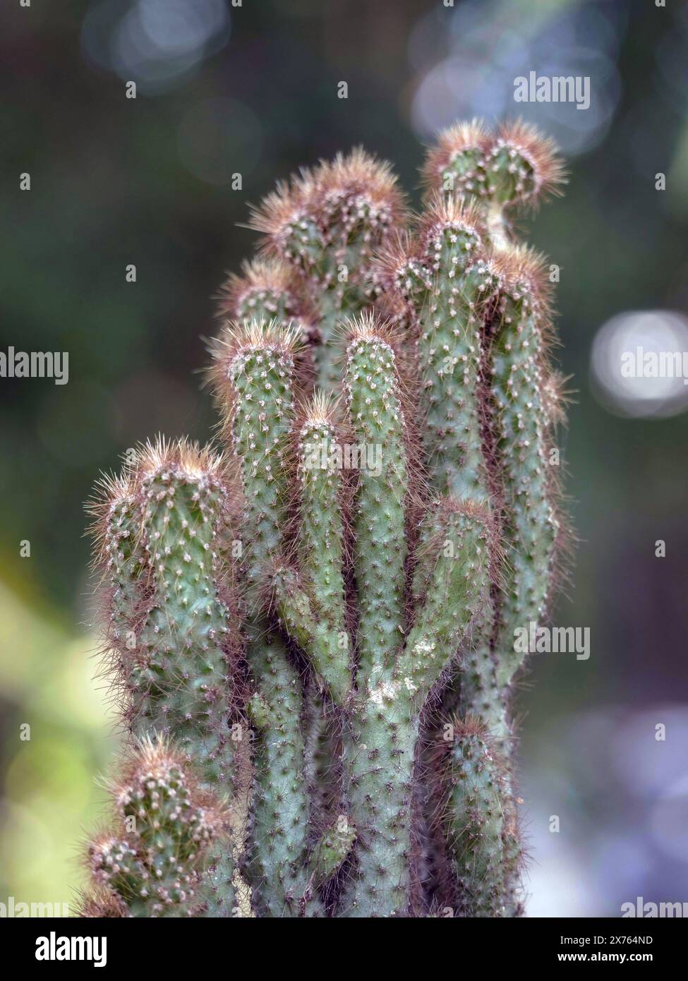 Fluffy cactus with long needles. Cactaceae Stock Photo - Alamy