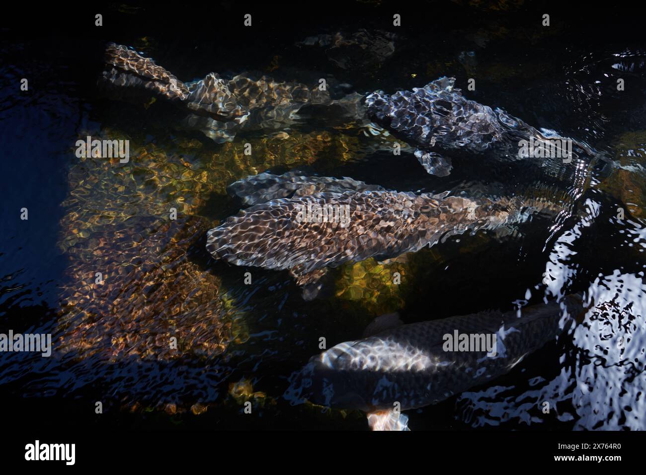 Koi fish swimming in a clean drain with fresh water in Gujo Hachiman is ...
