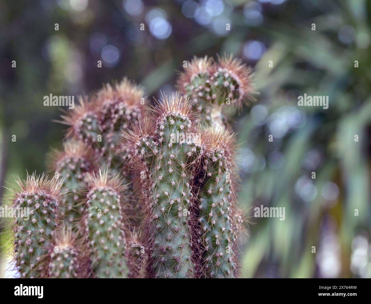 Fluffy cactus with long needles. Cactaceae Stock Photo - Alamy