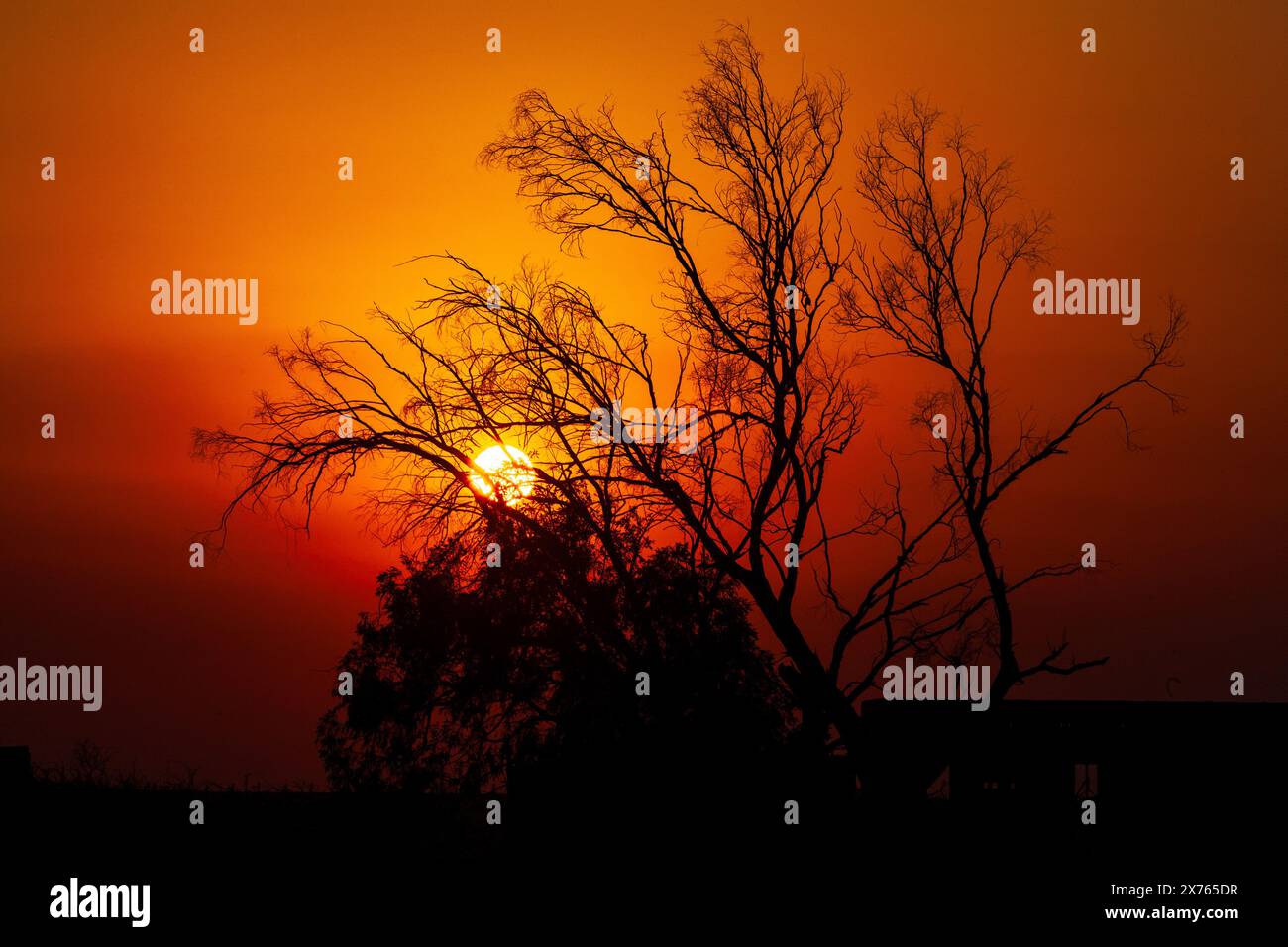 Dry tree in winter with yellow and red sunset in the desert of Qatar ...