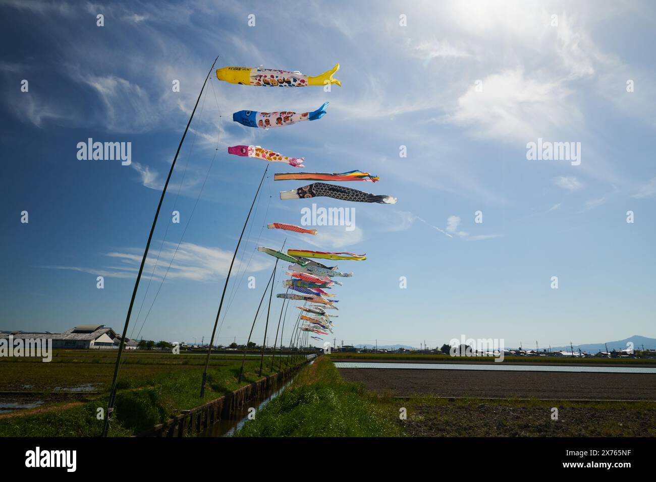 Koinobori carp streamers fluttering in the wind in a field in the ...