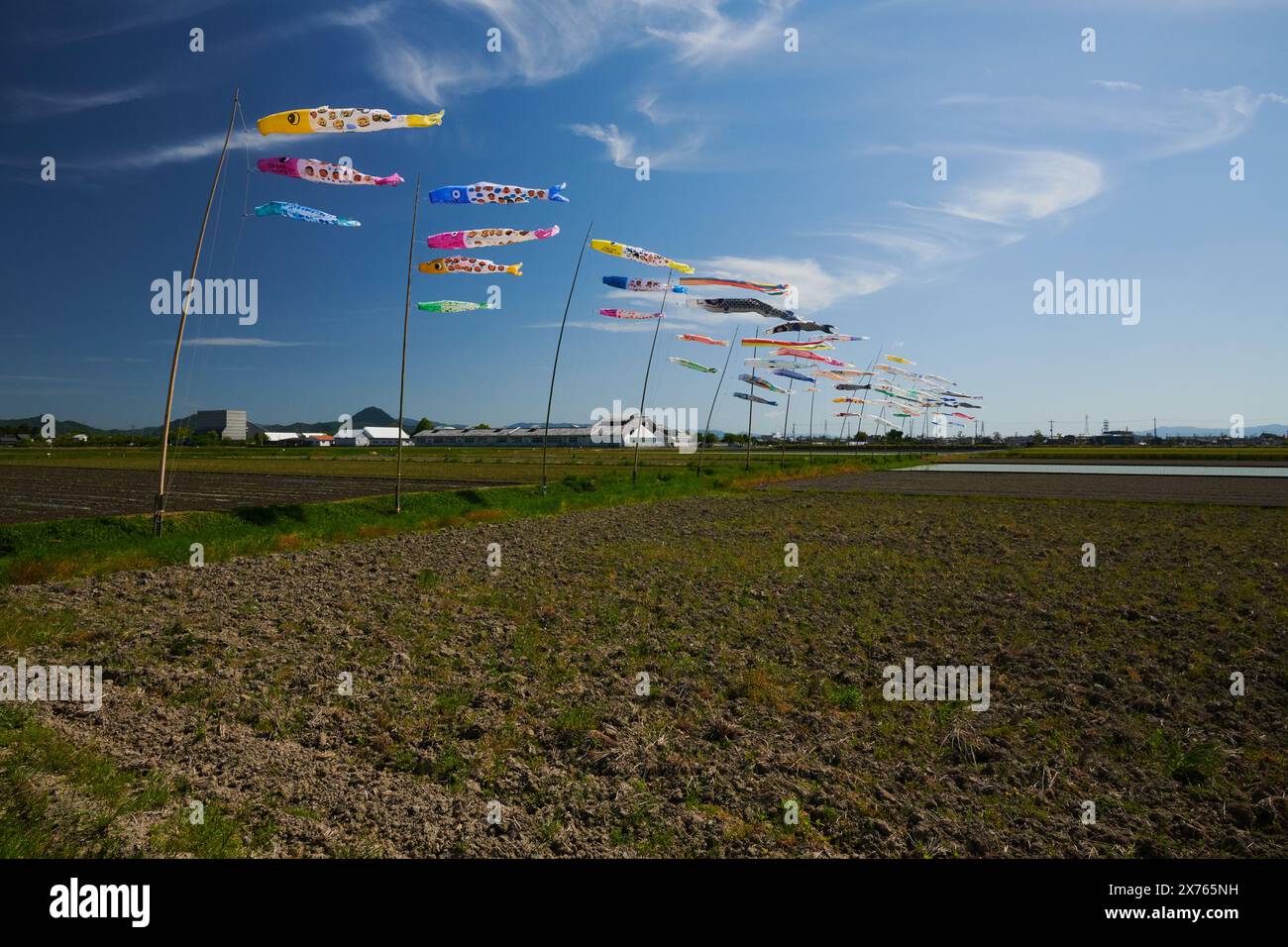 Koinobori carp streamers fluttering in the wind in a field in the ...