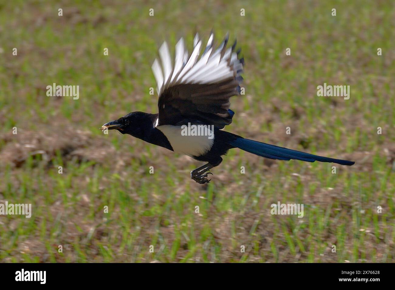 A black and white colored magpie starts her flight once she has gotten ...