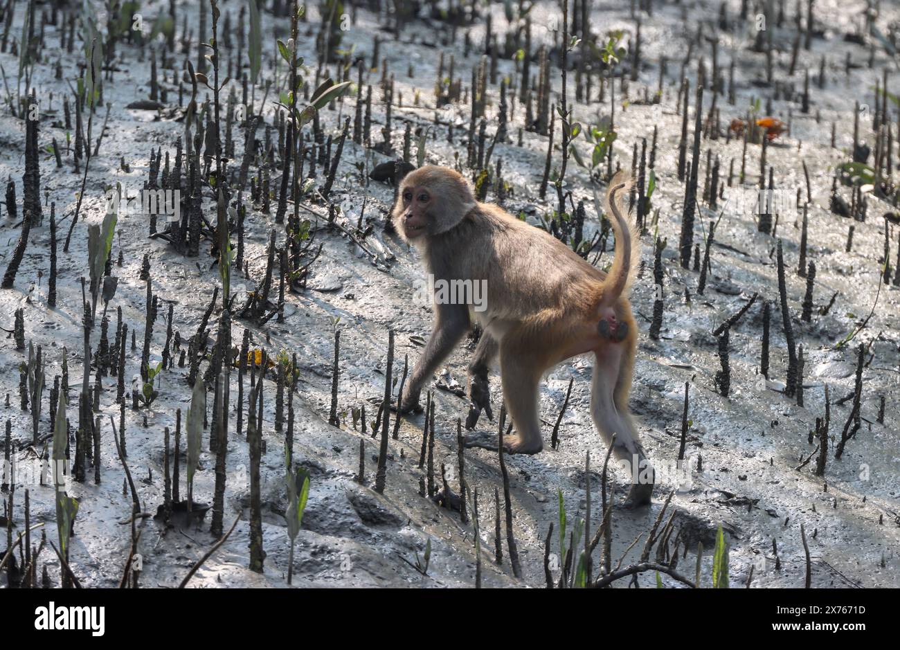Rhesus monkey in Sundarbans.this photo was taken from Sundarbans ...