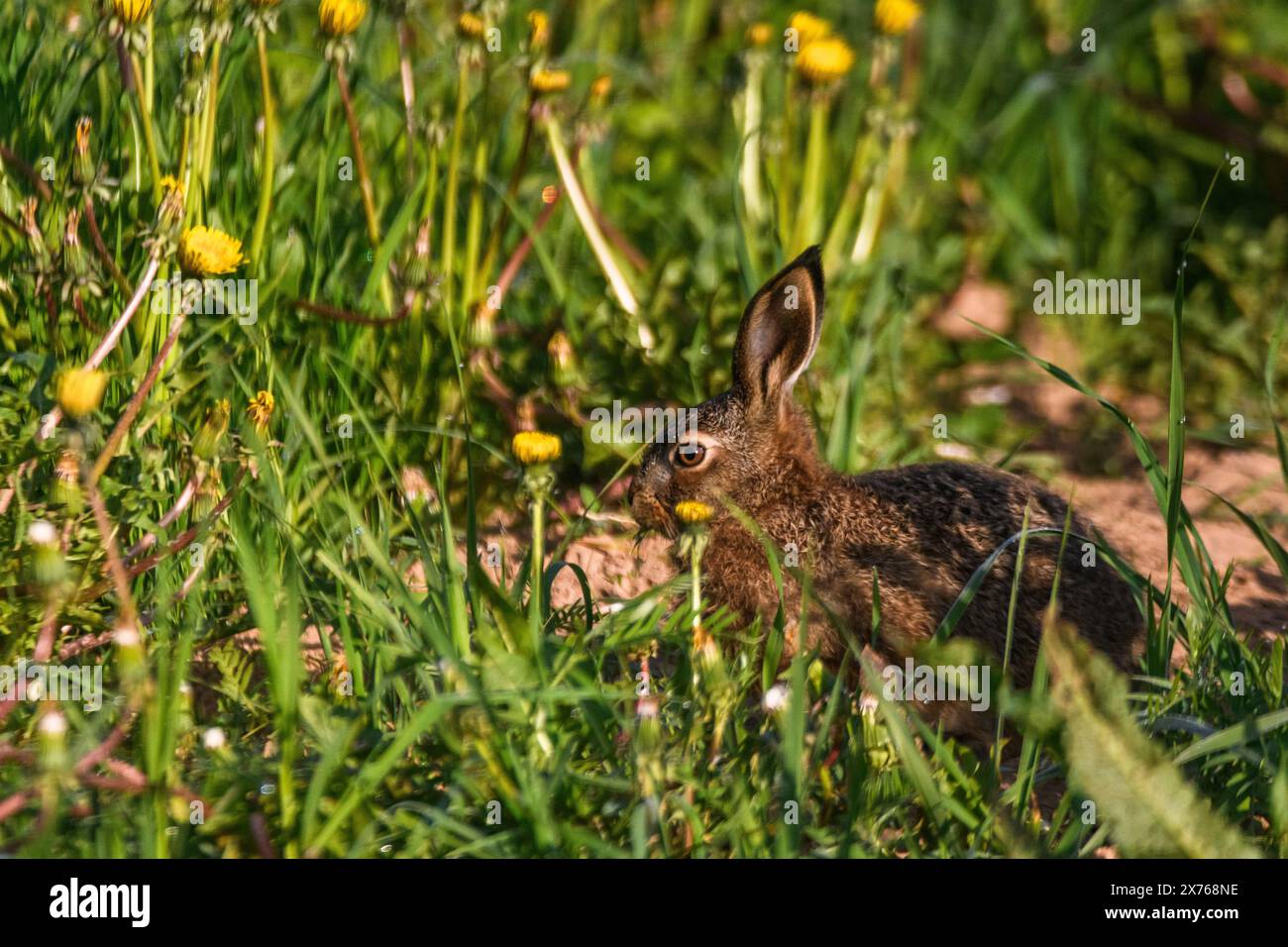 Selective focus photo. Young hare eats grass and dandelion leafs Stock ...